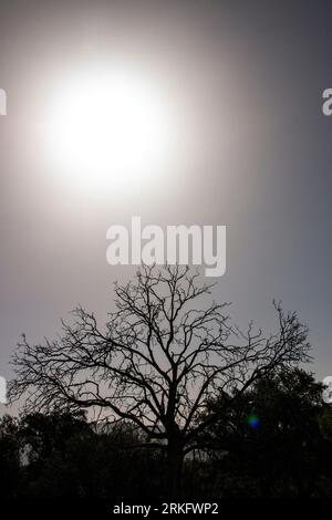 Tree dried by the sun due to high temperatures and extreme drought ...