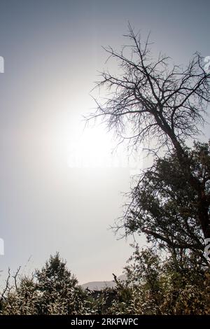 Tree dried by the sun due to high temperatures and extreme drought ...
