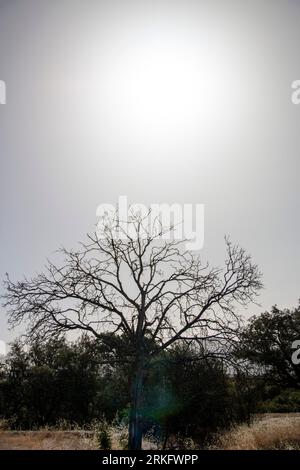 Tree dried by the sun due to high temperatures and extreme drought ...