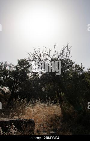 Tree dried by the sun due to high temperatures and extreme drought ...