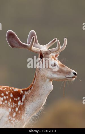 A majestic Doe deer with impressive antlers stands in a lush grassy ...