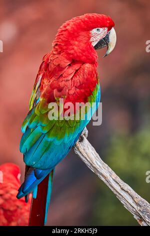 Red-and-green-Macaws in Buraco das Araras, Brazil Stock Photo - Alamy