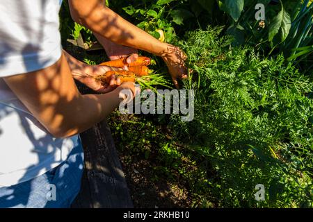 Child pulling out carrot produced in chemical-free outdoor vegetable ...