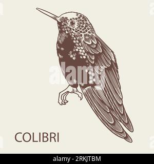 Hand drawn humming birds isolated on white. Monochrome flying ...