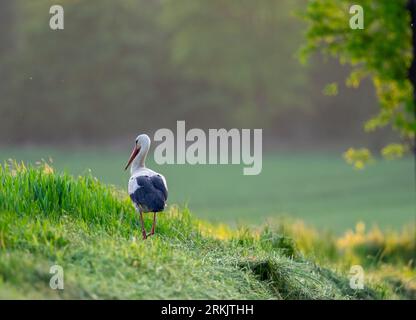storks come to Poland - polish stork - stork brings children Stock ...
