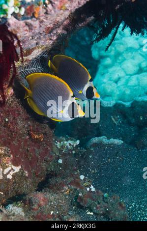 Philippine Butterflyfish (Chaetodon adiergastos), two, Bali, Indonesia ...
