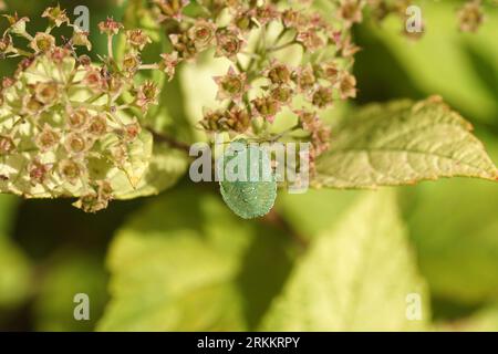 Nymph, the larva of an insect of the family Pentatomidae (shield bug ...