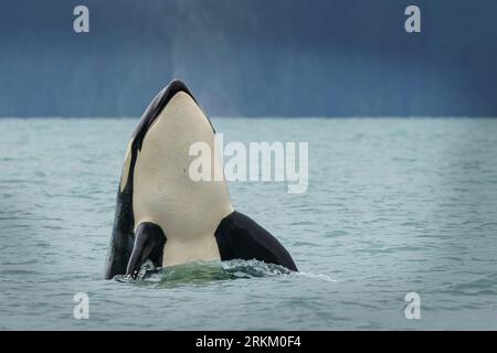 Biggs Killer Whale (T046B) (Orcinus orca) spy-hopping in Knight Inlet ...
