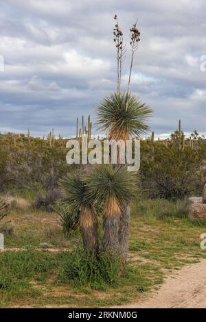 Soaptree Yucca, Yucca elata, fruits in White Sands National Park, New ...