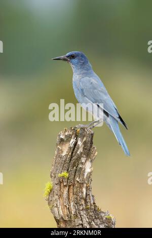 The pinyon jay (Gymnorhinus cyanocephalus) sitting in the tree, it is a ...
