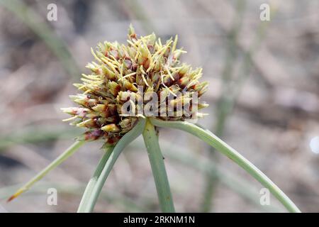 Capitate Galingale, Capitate Nut-grass (Cyperus capitatus, Cyperus ...