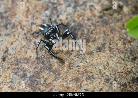 Jumping spider (Heliophanus melinus), male, top view, Croatia Stock ...