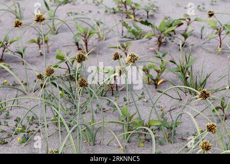 Capitate Galingale, Capitate Nut-grass (Cyperus capitatus, Cyperus ...