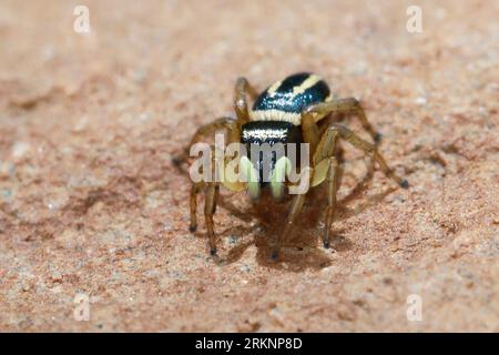 Jumping spider (Heliophanus melinus), female, top view, Croatia Stock ...
