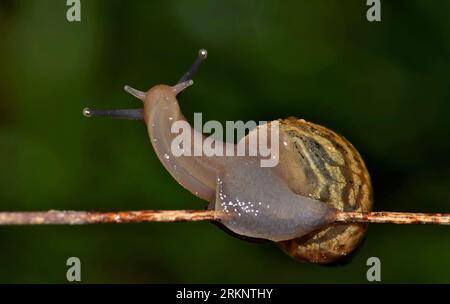 Striped Rabdotus Land Snail (Rabdotus alternatus) on a plant stem ...
