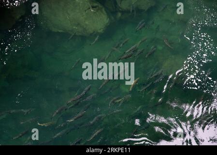 Stamp River is a major salmon water at Vancouver Island in Canada Stock ...
