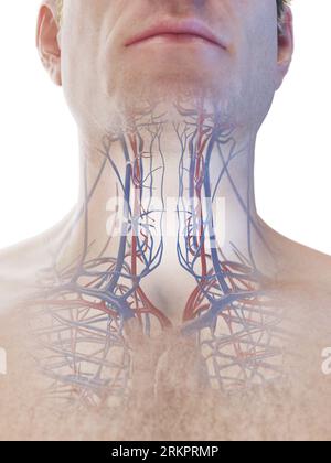 Vascular system of the neck, illustration Stock Photo - Alamy