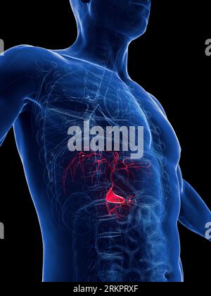 Gallbladder with bile duct and biliary tree 3D rendering illustration ...