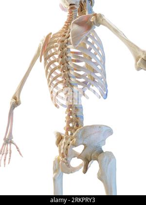 The skeletal system Stock Photo - Alamy