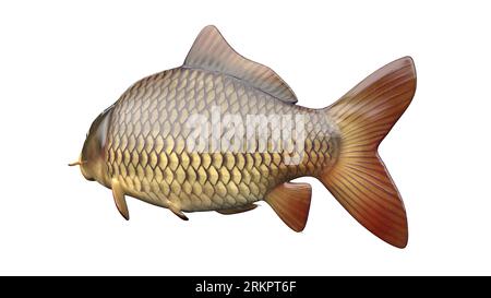 Fish anatomy, illustration Stock Photo - Alamy