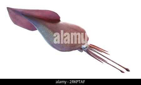 Colossal squid, illustration Stock Photo - Alamy