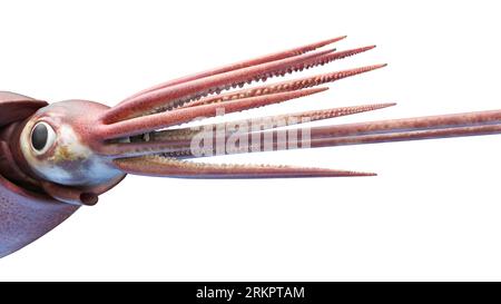 Colossal squid, illustration Stock Photo - Alamy