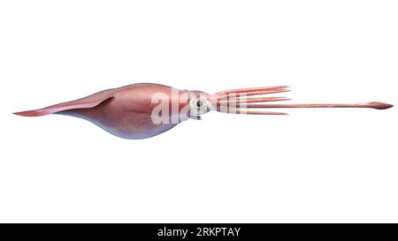Colossal squid, illustration Stock Photo - Alamy