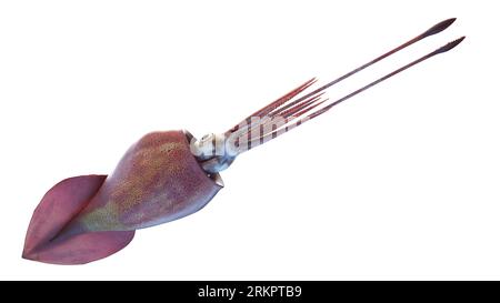 Colossal squid, illustration Stock Photo - Alamy