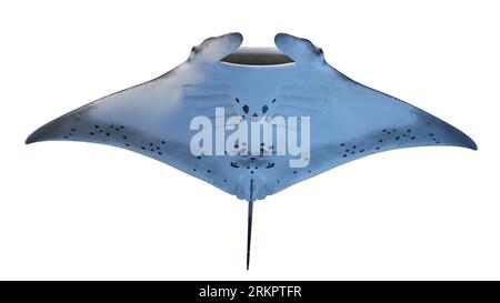 Manta ray, illustration Stock Photo - Alamy