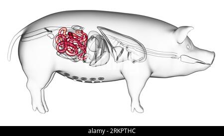 Pig small intestine, illustration Stock Photo - Alamy
