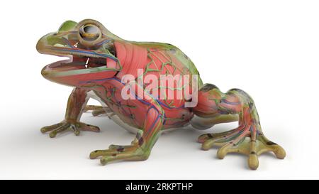 Frog's muscular system, illustration Stock Photo - Alamy
