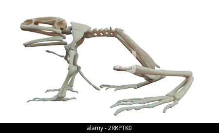 Frog's skeletal system, illustration Stock Photo - Alamy