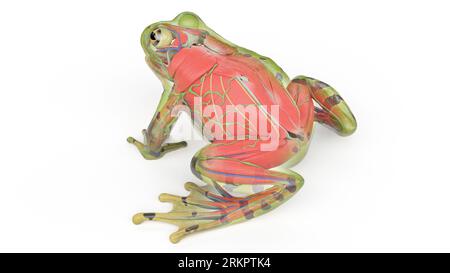 Frog's muscular system, illustration Stock Photo - Alamy