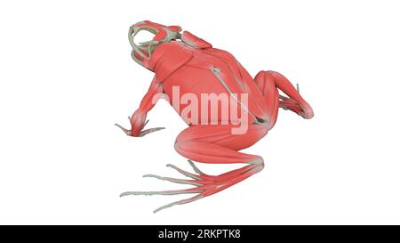 Frog's muscular system, illustration Stock Photo - Alamy
