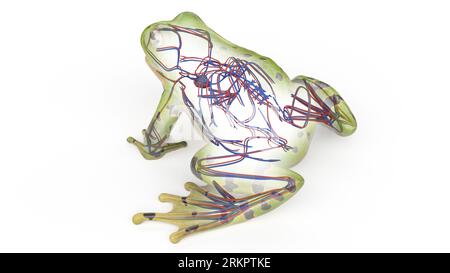 Frog's cardiovascular system, illustration Stock Photo - Alamy