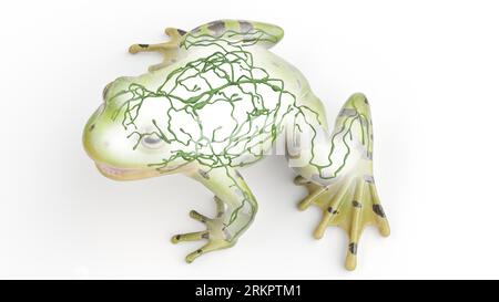 Frog's lymphatic system, illustration Stock Photo - Alamy
