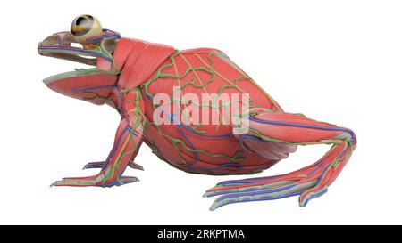 Frog's lymphatic system, illustration Stock Photo - Alamy