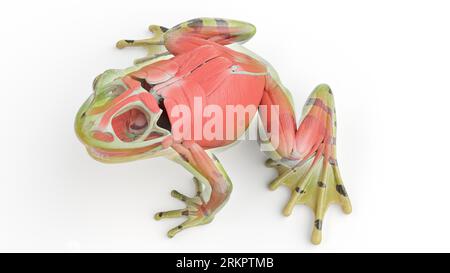 Frog's muscular system, illustration Stock Photo - Alamy