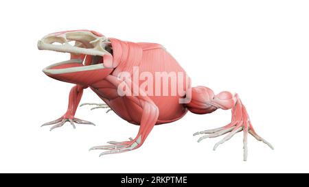 Frog's muscular system, illustration Stock Photo - Alamy