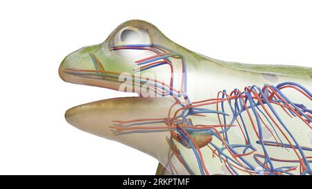 Frog's cardiovascular system, illustration Stock Photo - Alamy