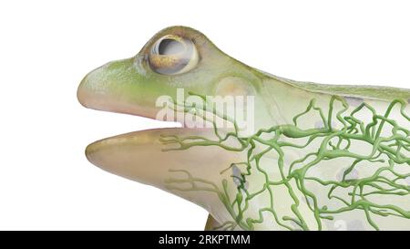 Frog's lymphatic system, illustration Stock Photo - Alamy