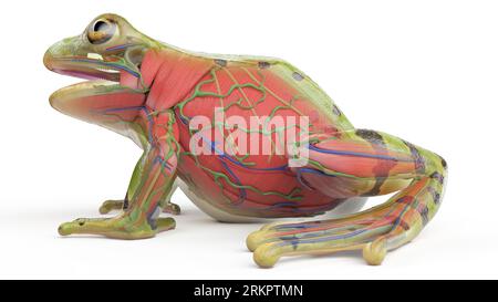 Frog's lymphatic system, illustration Stock Photo - Alamy