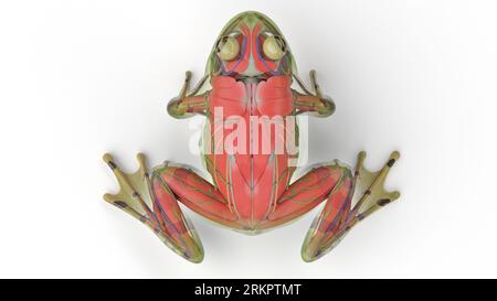 Frog's lymphatic system, illustration Stock Photo - Alamy
