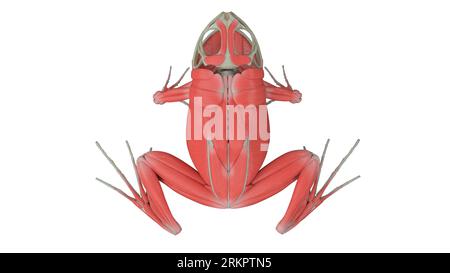 Frog's lymphatic system, illustration Stock Photo - Alamy