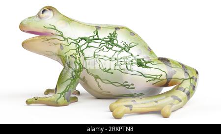 Frog's lymphatic system, illustration Stock Photo - Alamy