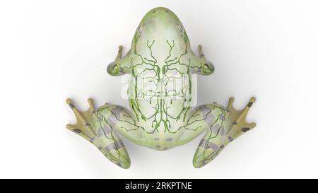 Frog's lymphatic system, illustration Stock Photo - Alamy