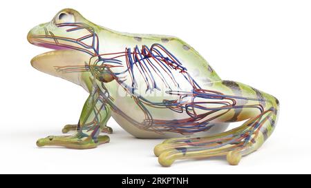 Frog's cardiovascular system, illustration Stock Photo - Alamy