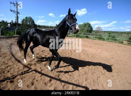 AKHAL TEKE, A HORSE FROM TURKMENISTAN Stock Photo - Alamy