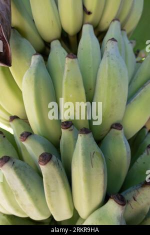 Moorea, French Polynesia. 26th Aug, 2023. A banana plantation on the ...