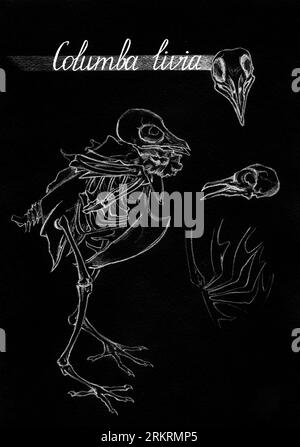 Monochrome skeleton skull bones dove pigeon bird animal ink sketch ...